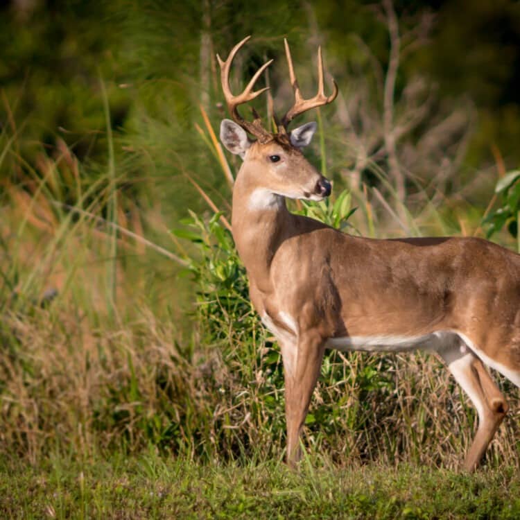 Deer Feed - Walpole Feed