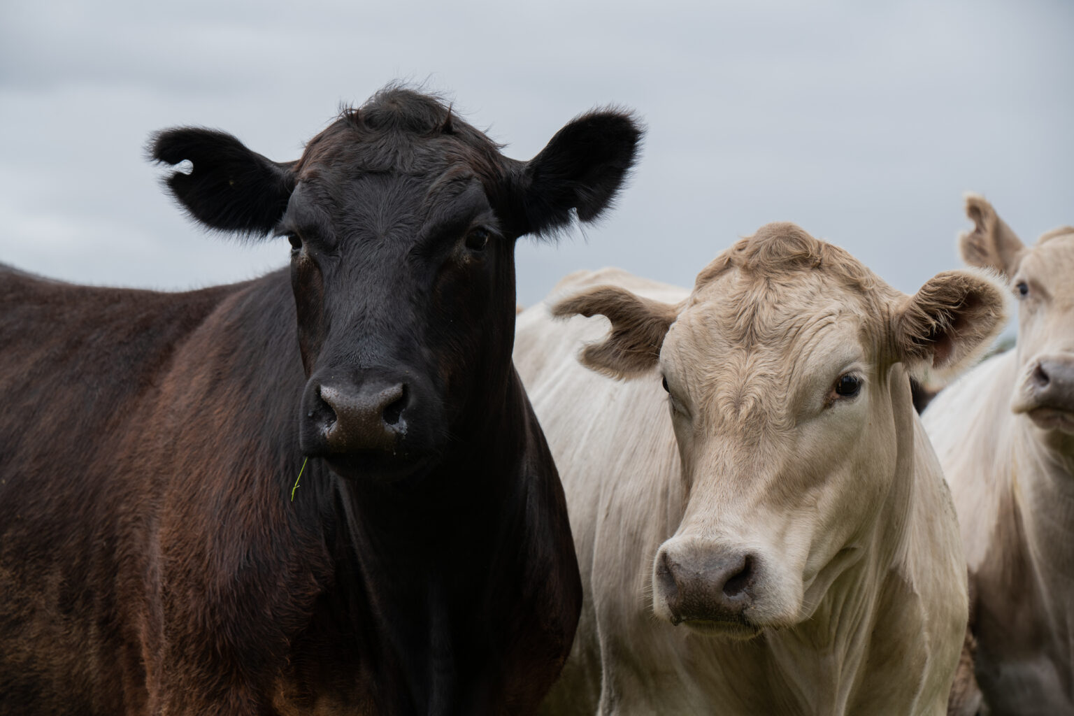 About - Walpole Feed